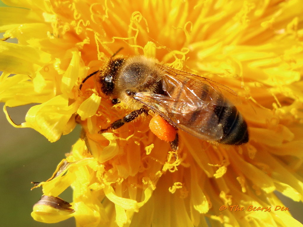 Western Honey Bee from East Hants, NS, Canada on May 23, 2023 at 04:27 ...
