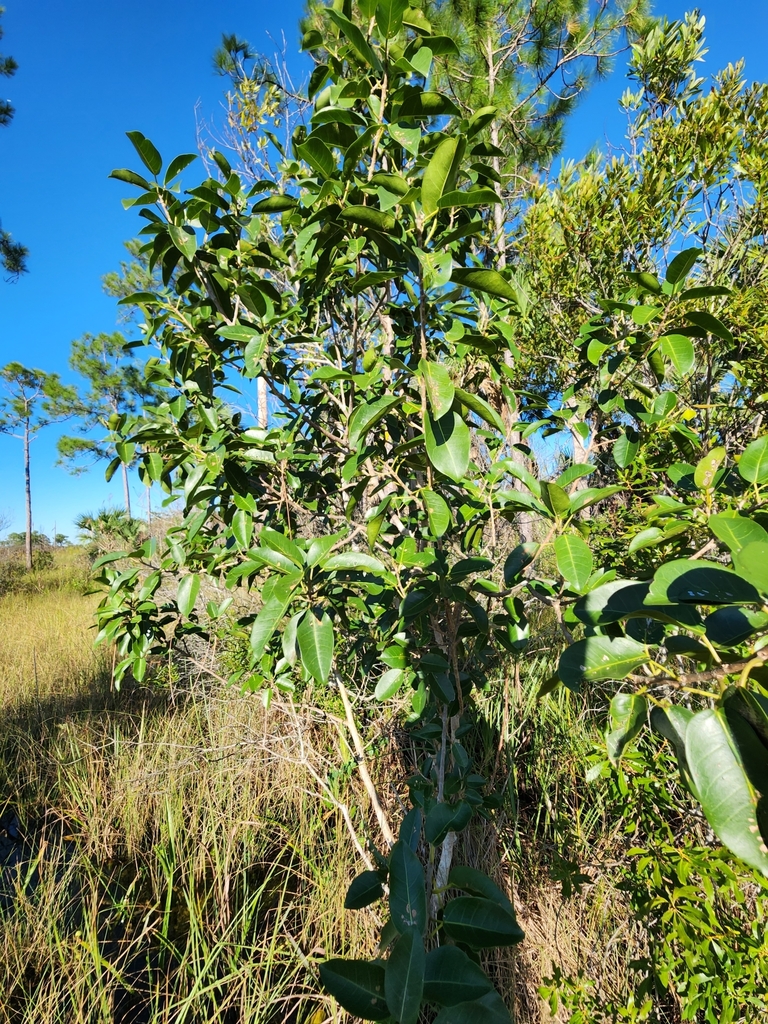 Shortleaf Fig in October 2023 by Isaac Lord · iNaturalist