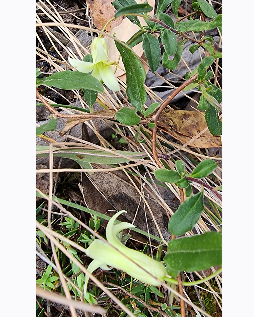 Common Apple-berry from Strathdownie VIC 3312, Australia on October 9 ...