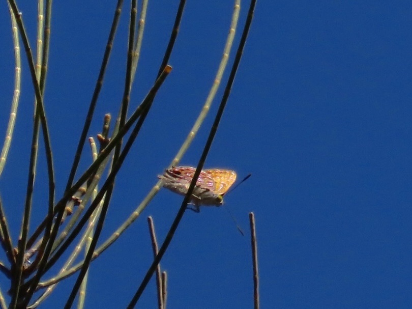 Bulloak Jewel from Toowoomba-Karara Rd, Leyburn, QLD, AU on October 17 ...