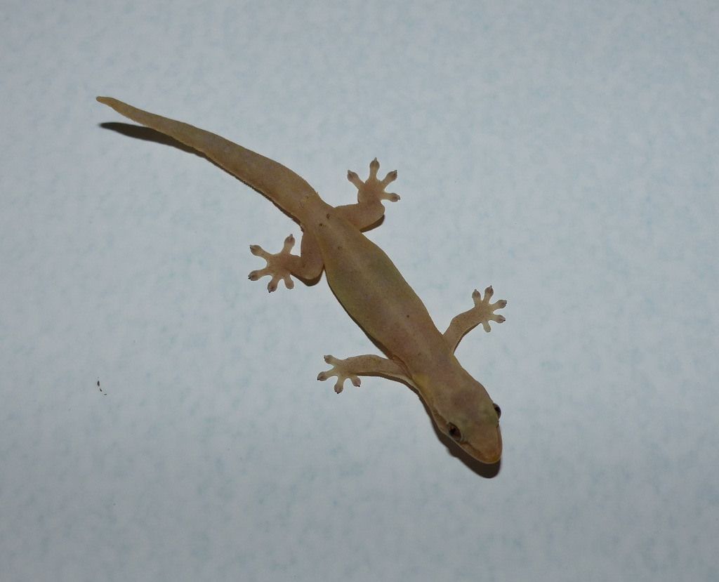 Mourning Gecko (Amphibians and reptiles of the Chagos Archipelago ...