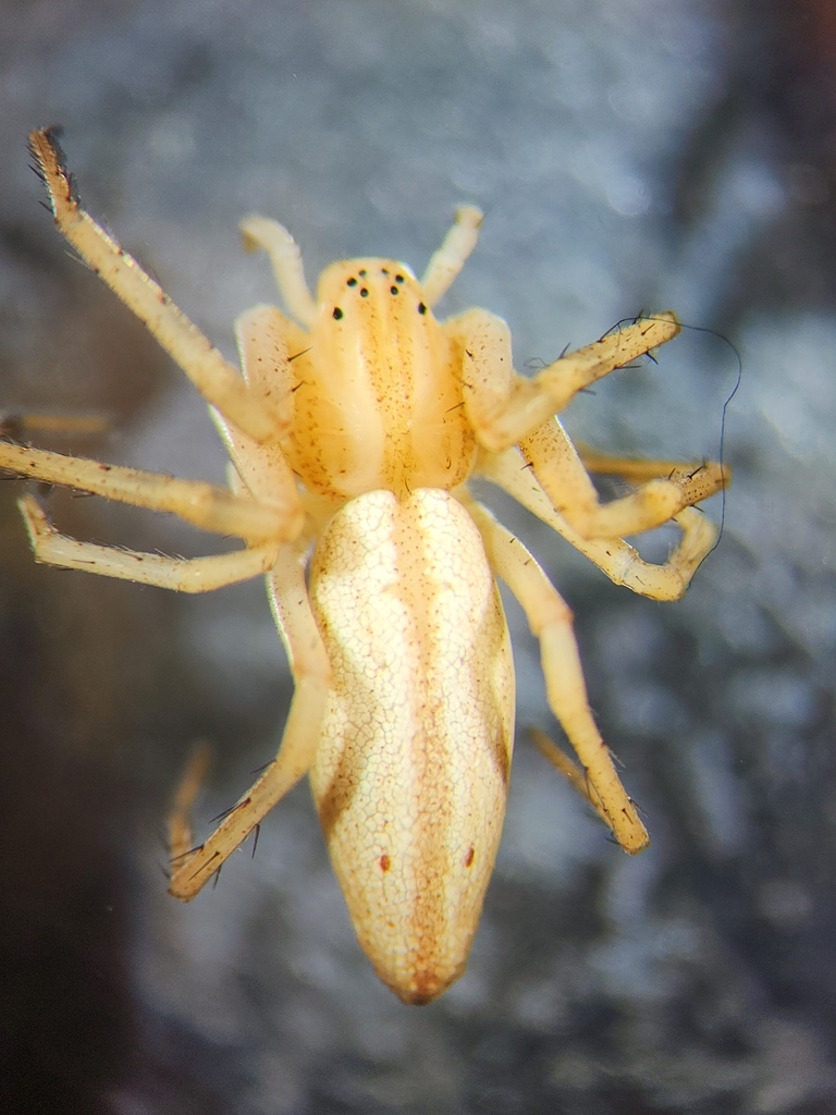 Oblong Running Spider from Victoria, BC V8R, Canada on July 12, 2023 by ...