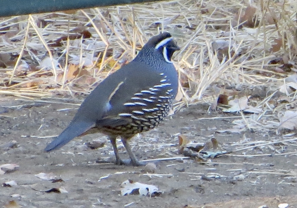 California Quail from Mount Diablo State Park, Clayton, CA, US on ...