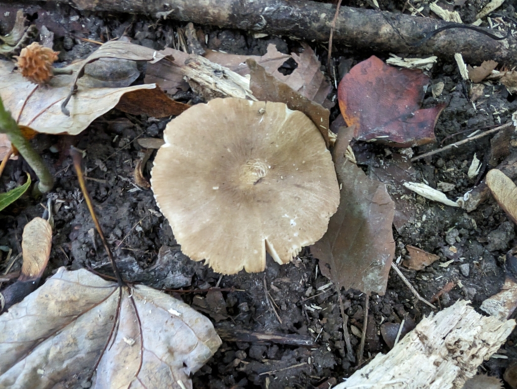 Pluteus nanus from New Bethel, Indianapolis, IN, USA on October 17 ...