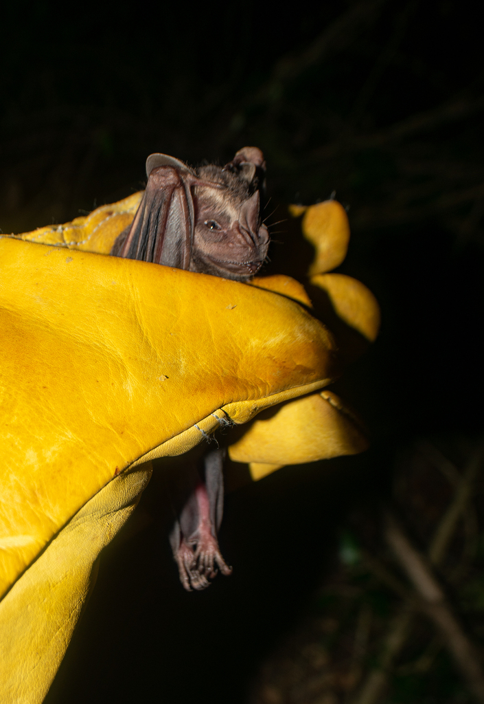 Jamaican Fruit-eating Bat from Escárcega, Camp., México on October 12 ...