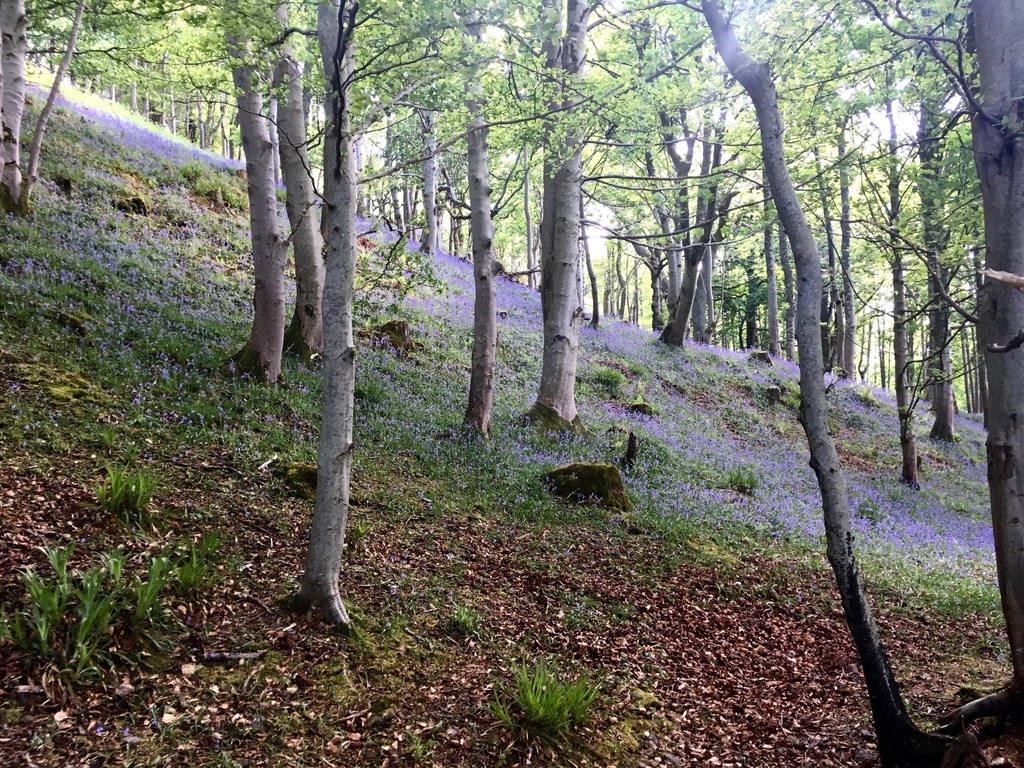 European beech from River Forth, Stirling, Scotland, GB on May 14, 2017 ...
