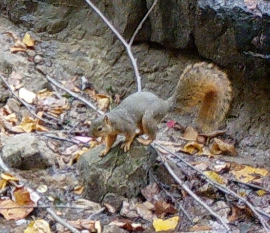 Fox Squirrel in October 2023 by Mark. The rock appears to change the ...