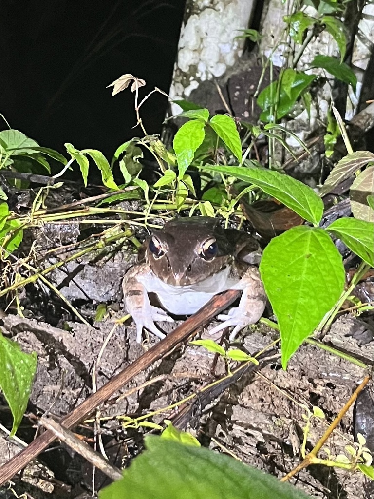 Savage's Thin-toed Frog from Golfito, Puntarenas, CR on October 9, 2023 ...