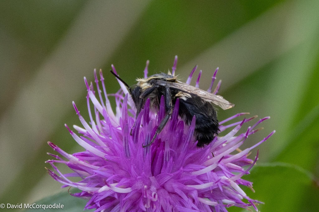 Common Eastern Bumble Bee from Halifax, Nova Scotia, Canada on October ...