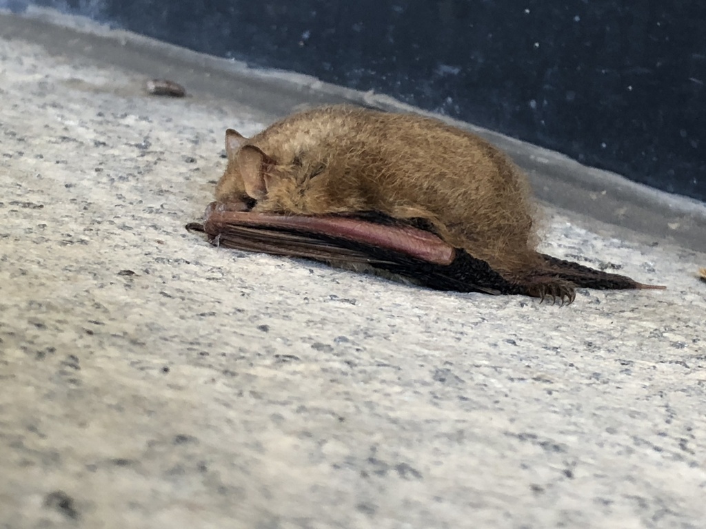 Tricolored Bat from The University of Texas at Austin, Austin, TX, US ...
