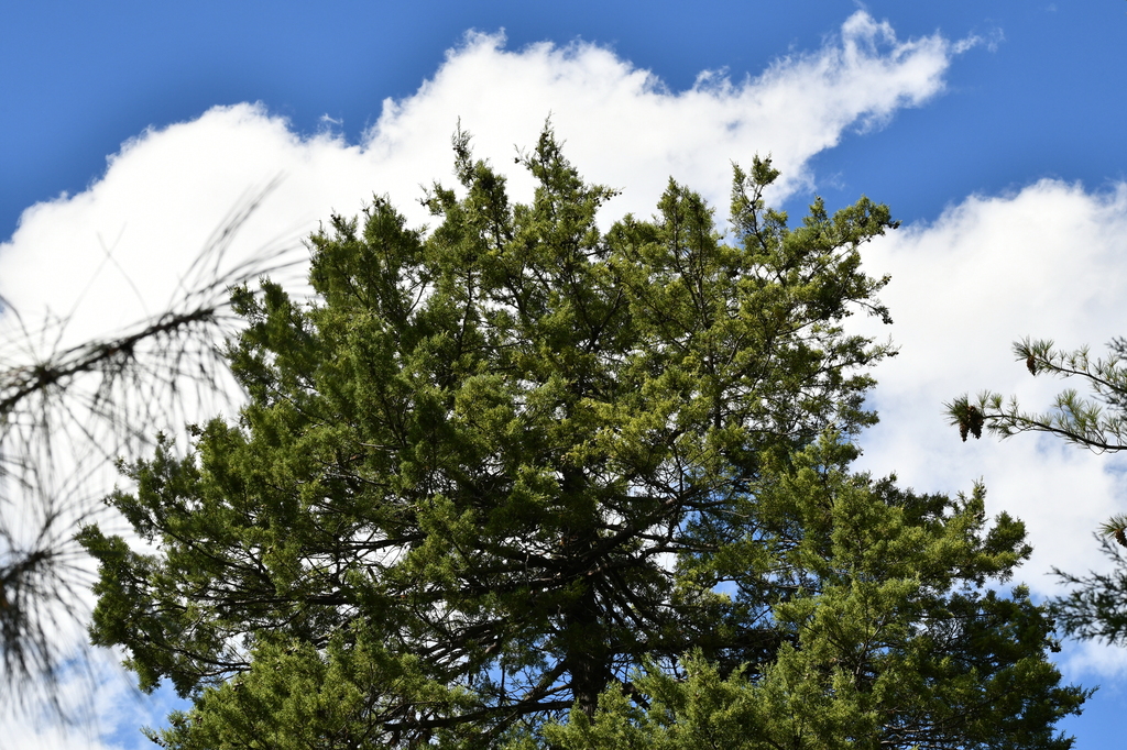 cedar of Goa from Ocampo, Chih., México on October 9, 2023 at 02:55 PM ...