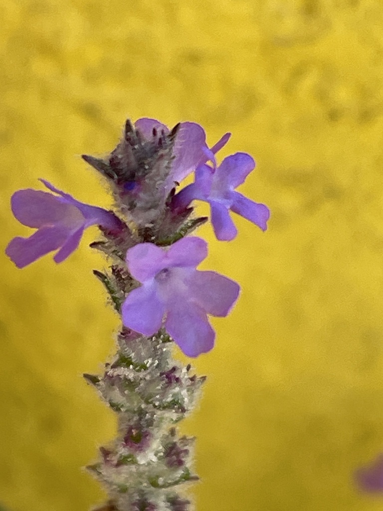 Woolly Vervain from NE Barnard St, Glen Rose, TX, US on October 17 ...