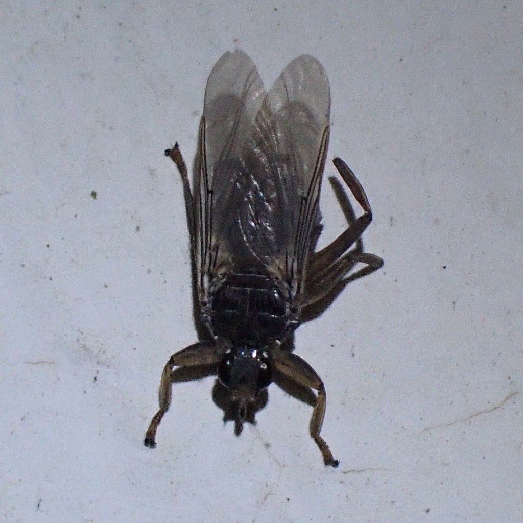 Pigeon Louse Fly from 29200 Antequera, Málaga, Spain on October 17 ...