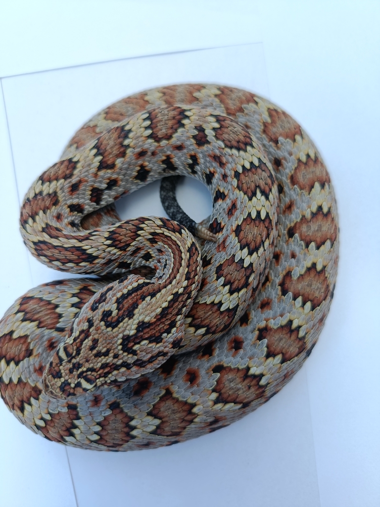 Sinaloan Long-tailed Rattlesnake in October 2023 by Mauro · iNaturalist