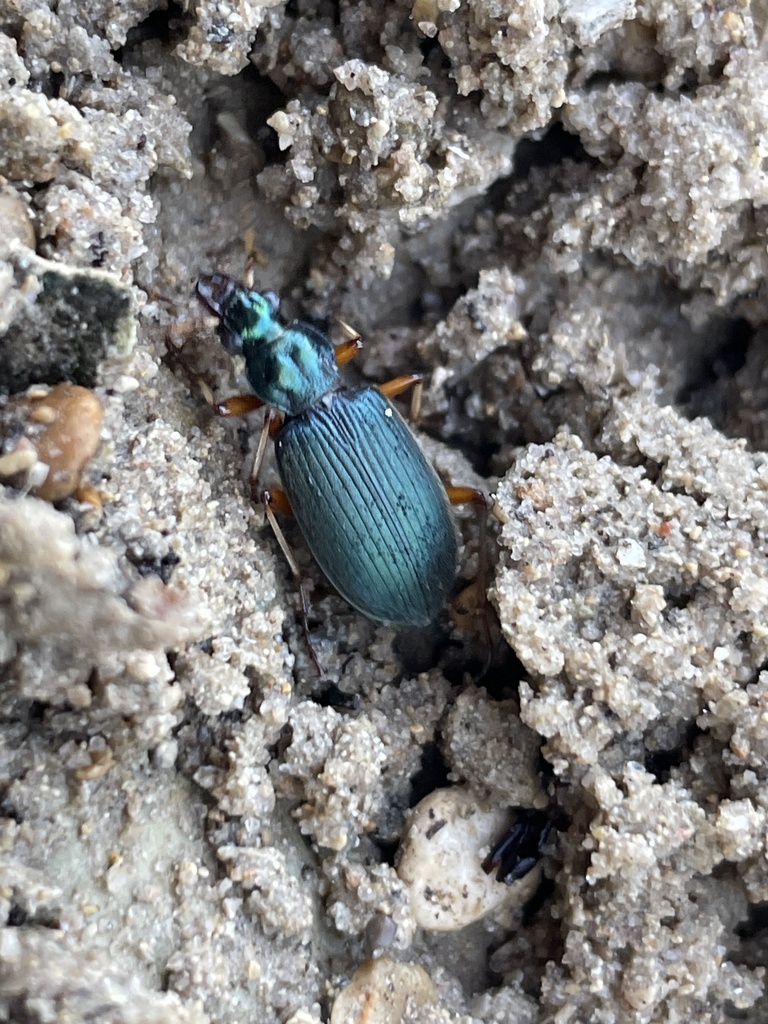 Chlaenius leucoscelis from Paluxy River, Glen Rose, TX, US on October ...