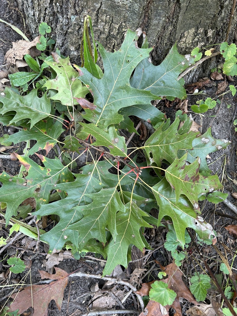 scarlet oak from Lauzon Rd, Windsor, ON, CA on October 13, 2023 at 03: ...