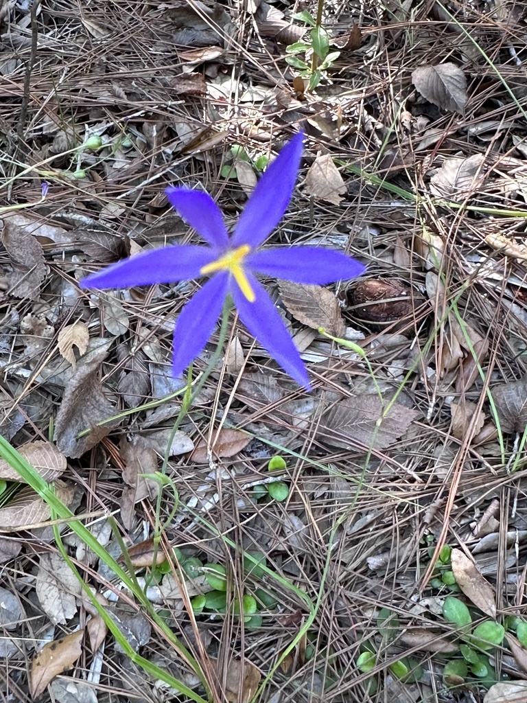 celestial lily from Davenport, FL, US on October 17, 2023 at 03:40 PM ...