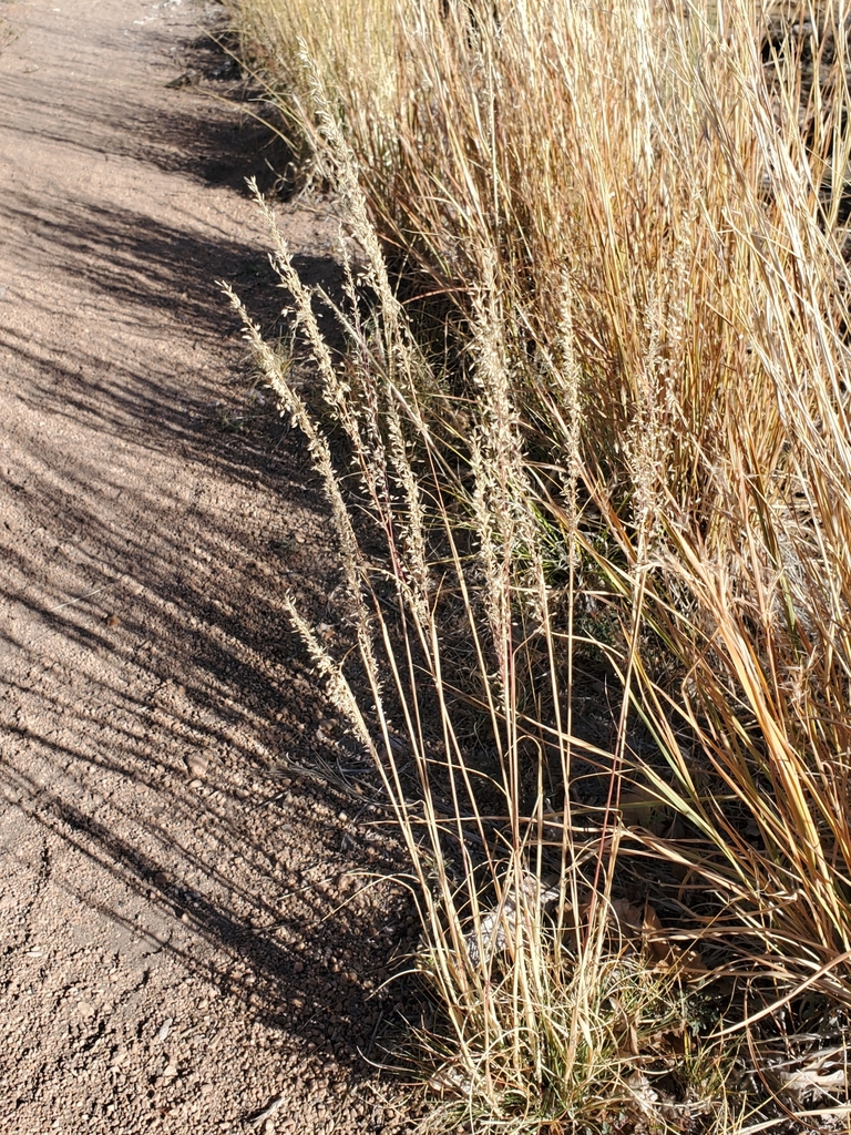Pine Dropseed from Los Alamos County, NM, USA on October 17, 2023 at 04 ...