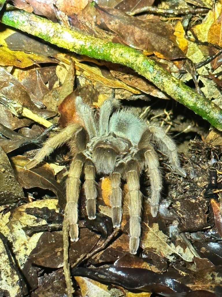 Costa Rican Horned Tarantula from Tilaran, Guanacaste, CR on October 10 ...