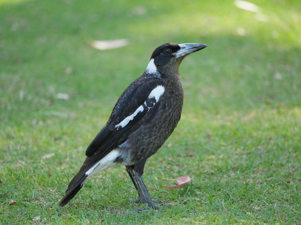 Western Australian Magpie from Perth WA, Australia on August 30, 2023 ...