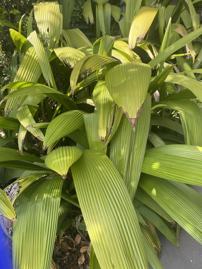 Palm Grass from Mt Maria College, Mitchelton, QLD, AU on October 18 ...