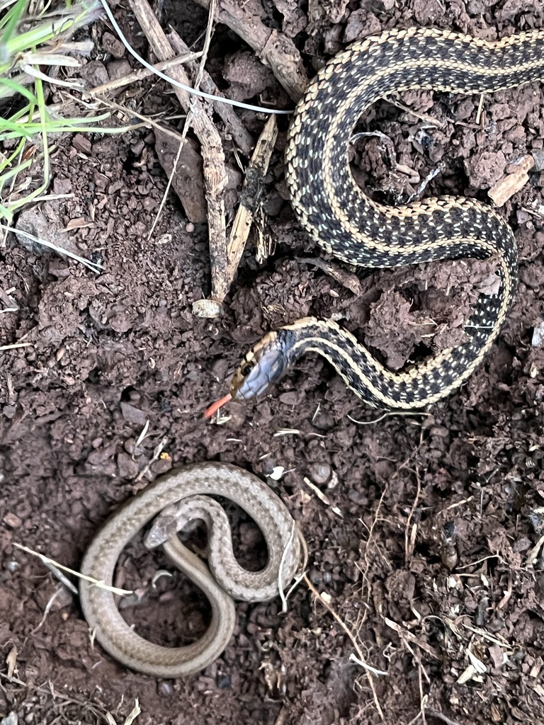 Common Garter Snake from Leesburg Pike, Ashburn, VA, US on October 17 ...