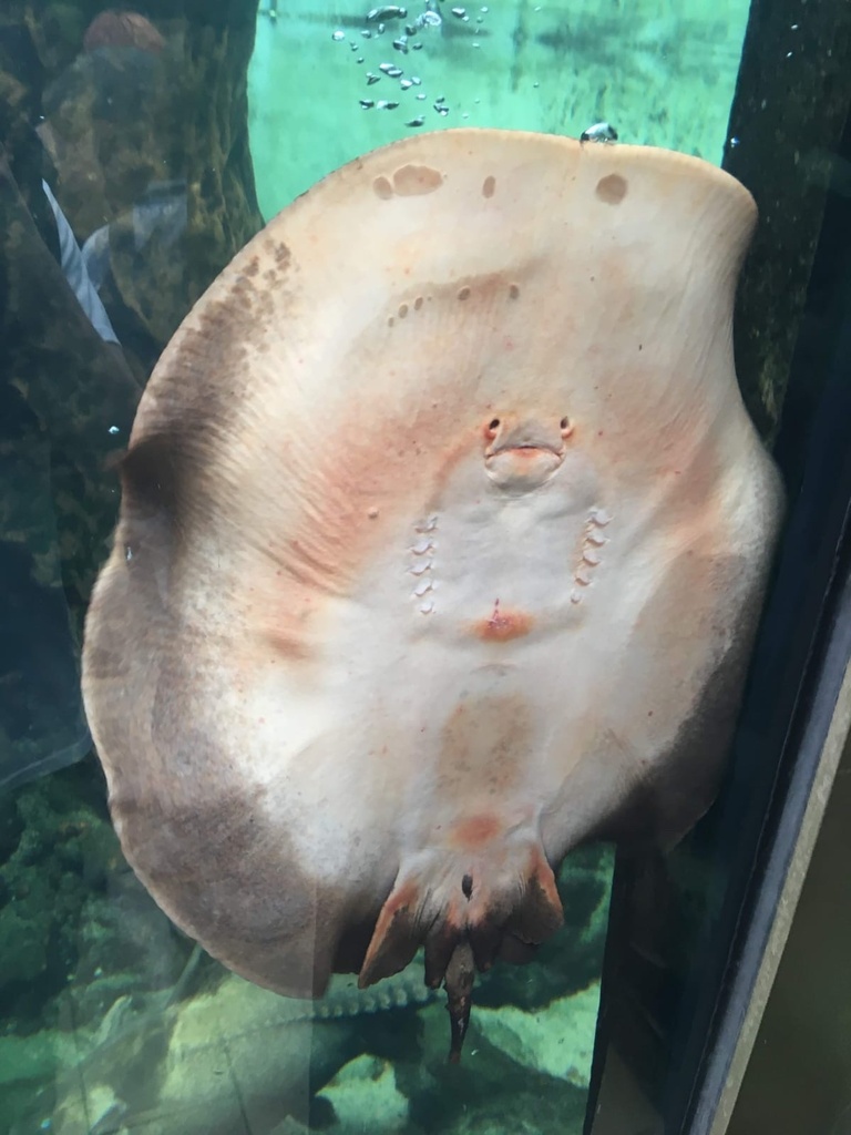 Discus Ray from Igreja Senhor do Bonfim, Salvador, BA, BR on 17 ...