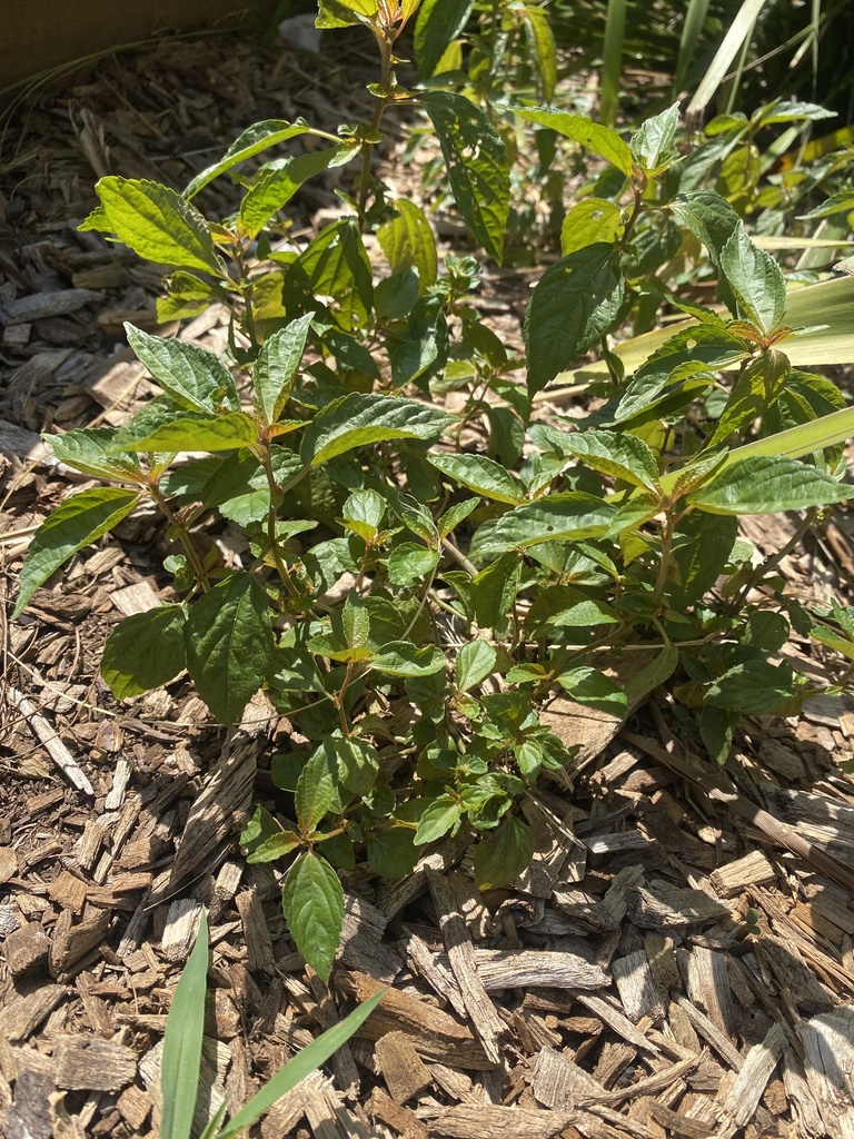 Asian Copperleaf from Mt Maria College, Mitchelton, QLD, AU on October ...