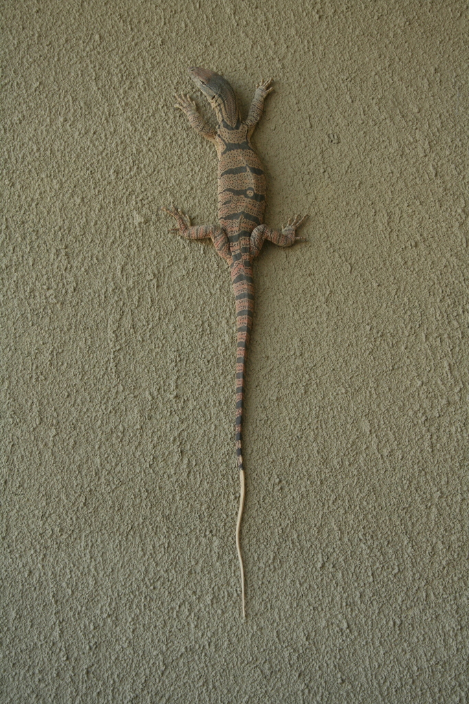 Caspian Monitor from EBBCC, Uzbekistan on June 14, 2012 by daveshowler ...