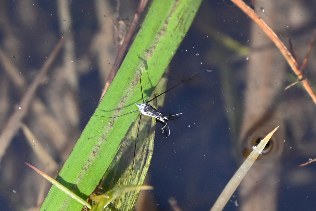 Neogerris hesione from Champaign County, IL, USA on October 17, 2023 at ...
