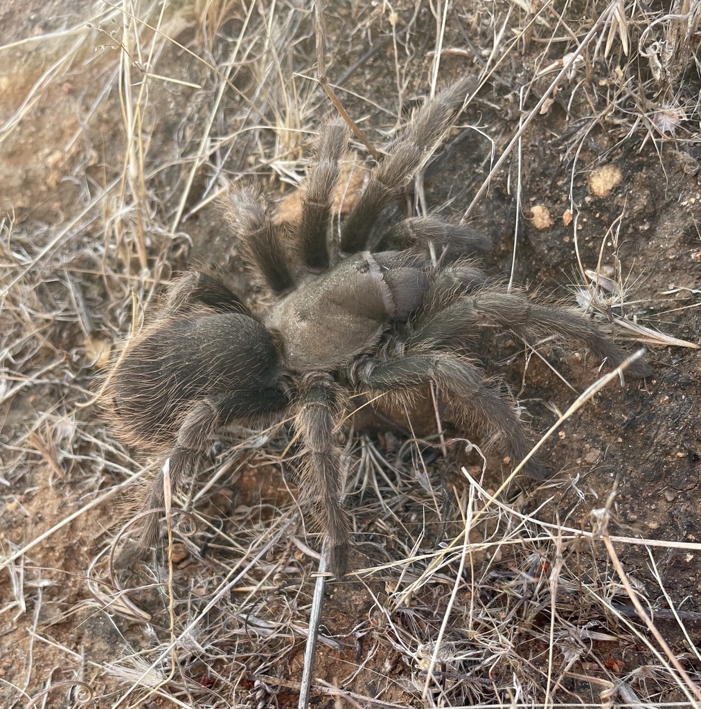 Aphonopelma from Wright’s Field, Alpine, CA, US on October 17, 2023 at ...