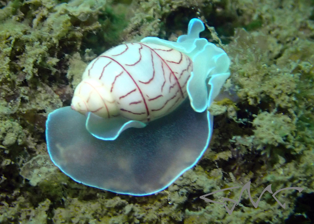 Red-lined Bubble Snail from Port Stephens, NSW, Australia on October 14 ...
