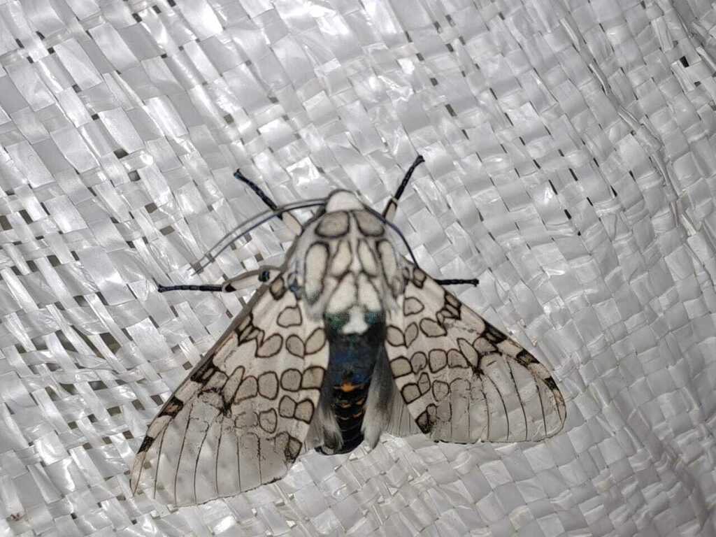 Giant Leopard Moth from El Carmen, Tibaná, Boyacá, Colombia on October ...