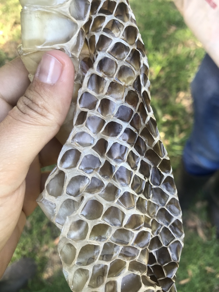 False Water Cobra from General Obligado, Santa Fe, Argentina on October ...
