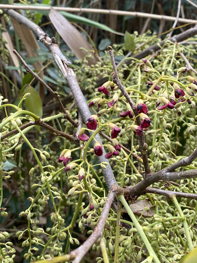 Blood Vine from Yandina Creek, QLD, AU on October 18, 2023 at 10:03 AM ...
