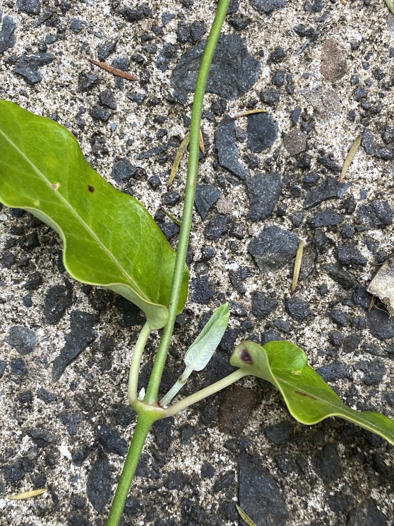 Moth Vine from North Shore, Hauraki, Auckland, New Zealand on September ...