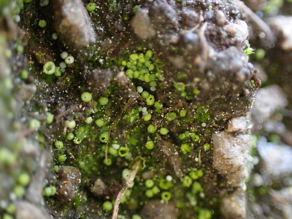 Botrydium from Okanagan-Similkameen, BC, Canada on June 15, 2023 at 10: ...