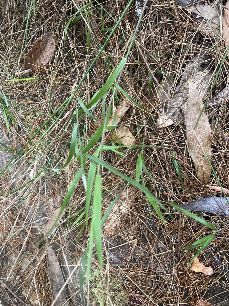 grasses from Springbrook National Park, Springbrook, QLD, AU on October ...