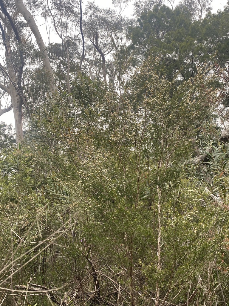 Something from Springbrook National Park, Springbrook, QLD, AU on ...