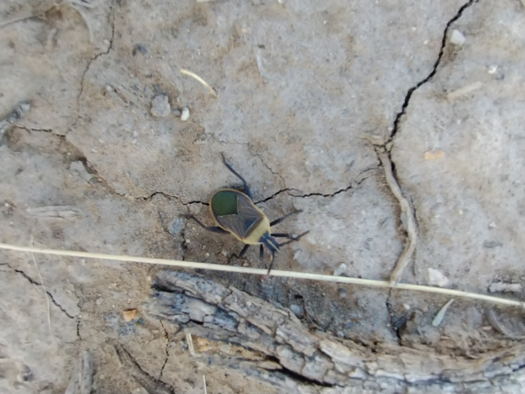 Cactus Coreid Bug from Garcia, CO 81152, USA on October 17, 2023 at 02: ...