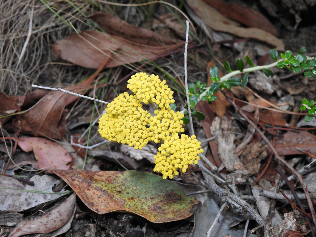 Grey Everlasting from Steiglitz VIC 3331, Australia on October 14, 2023 ...