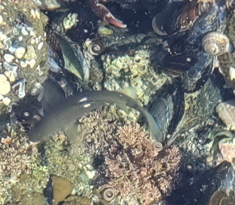 Opaleye from dana point on October 13, 2023 at 05:21 PM by ...