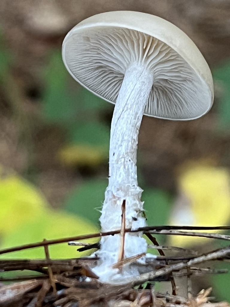 Fragrant Funnel from Paint Creek State Park, Bainbridge, OH, US on ...