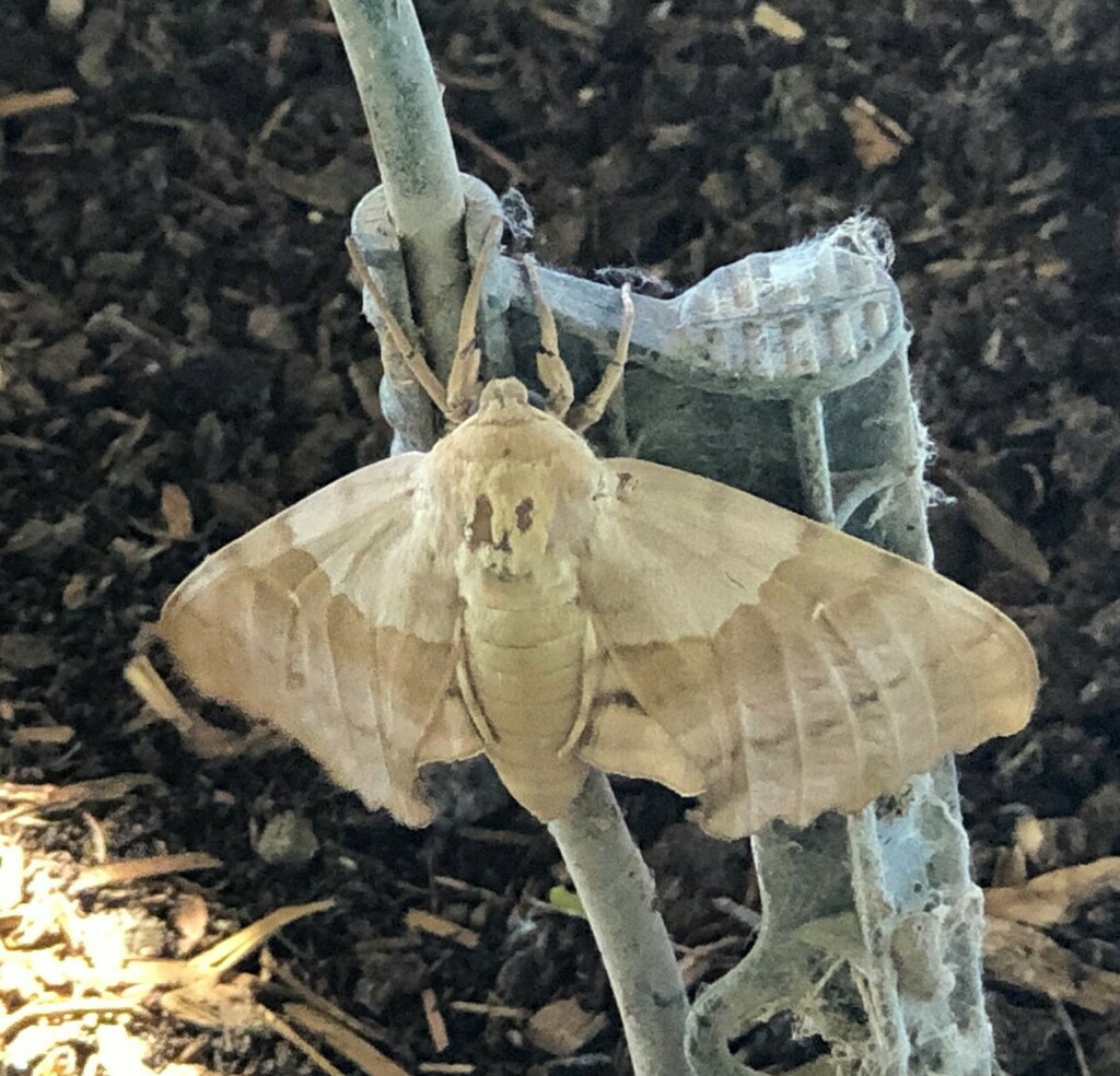 Western Poplar Sphinx from Ahome, Sin., México on September 18, 2023 at ...