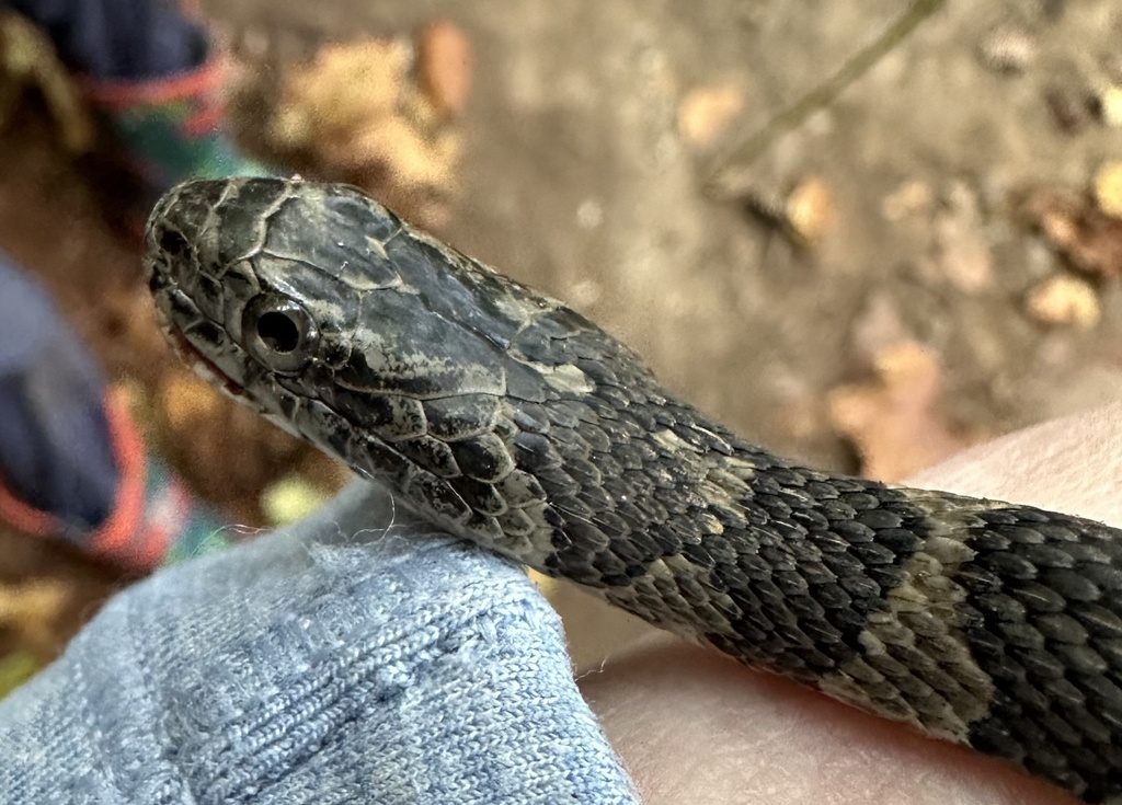 Common Watersnake from Leesville Rd, Crestline, OH, US on October 13 ...
