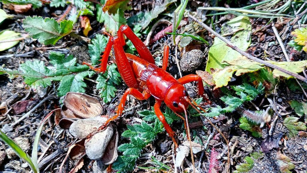 Grillo rojo from Chile, Bio Bio, Chequen on October 13, 2023 at 12:06 ...