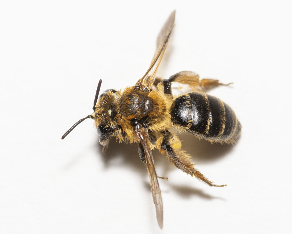 Mining Bees from Perry County, MS, USA on October 17, 2023 at 01:13 PM ...