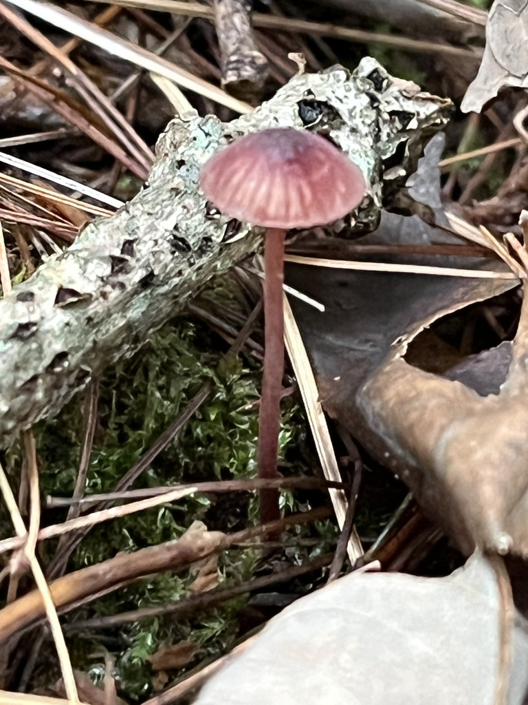 Bleeding Bonnet from Paint Creek State Park, Bainbridge, OH, US on ...