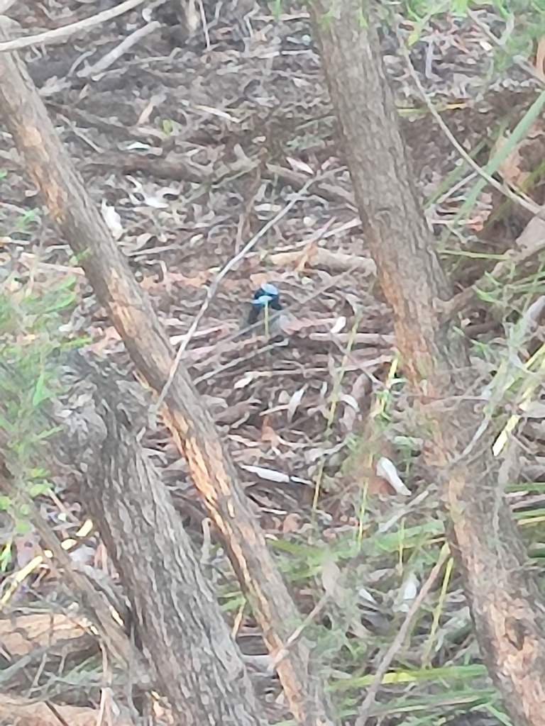 Superb Fairywren from Turner, AU-CT, AU on October 17, 2023 at 05:34 PM ...