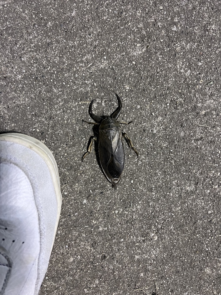 American Giant Water Bug from Holt Rd, Holt, MI, US on October 17, 2023 ...